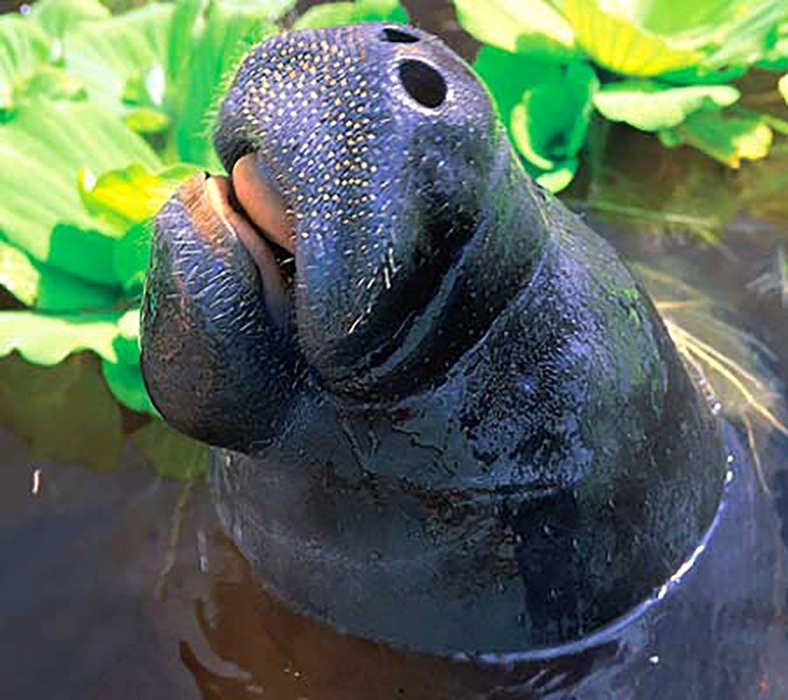 Curiosidade: Peixe-boi da Amazônia | Blog dos cursos da UNAMA